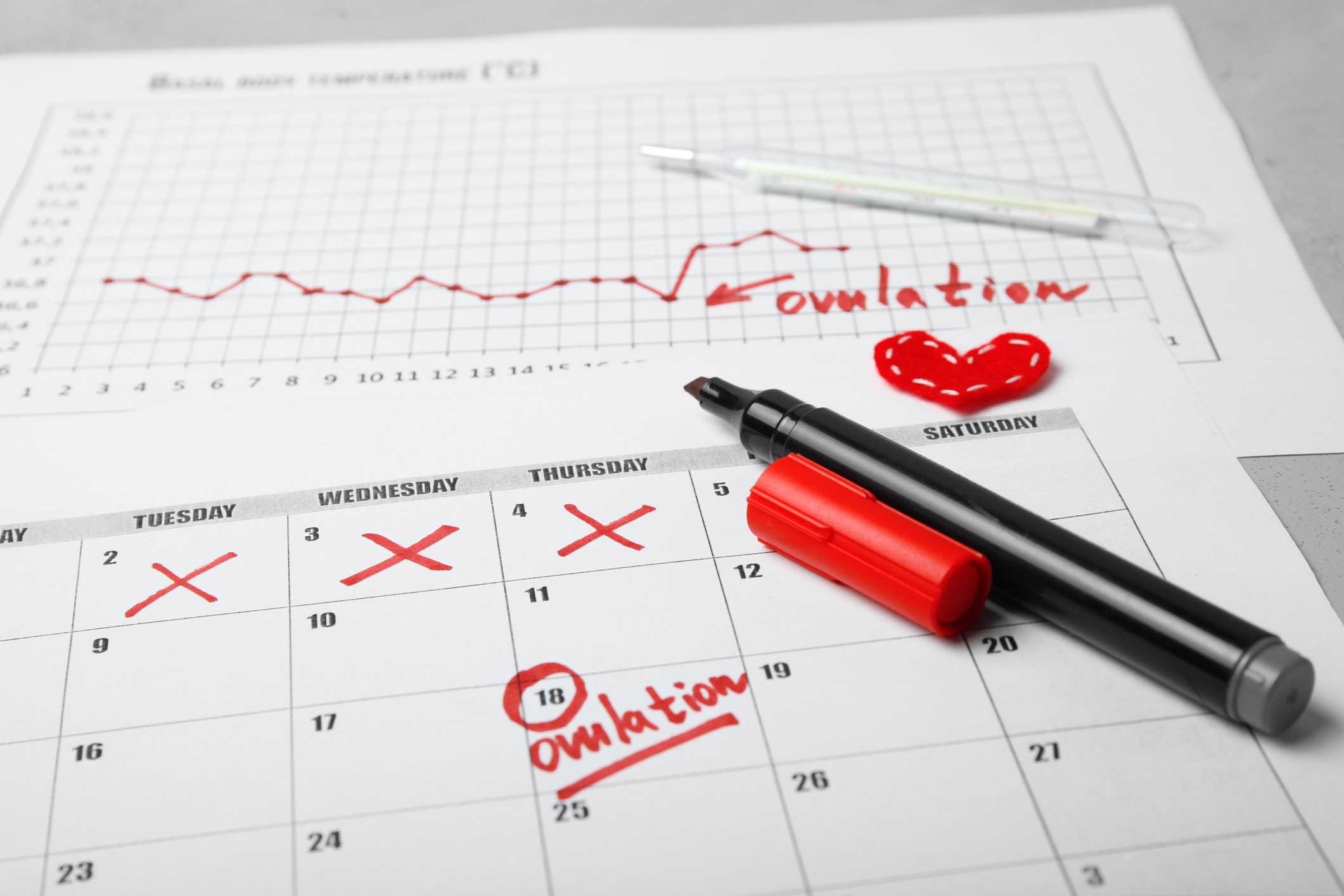 Período fértil feminino: você sabe o que é e como calcular?