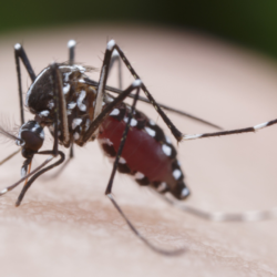Aedes aegypti: o que é e quais doenças pode provocar
