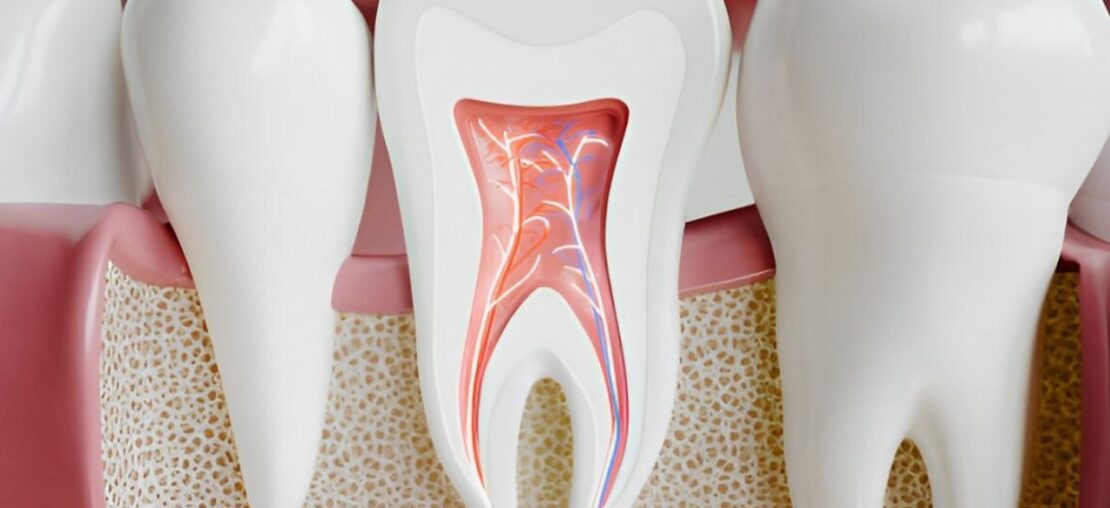 Polpa do Dente: estrutura, problemas e tratamentos!